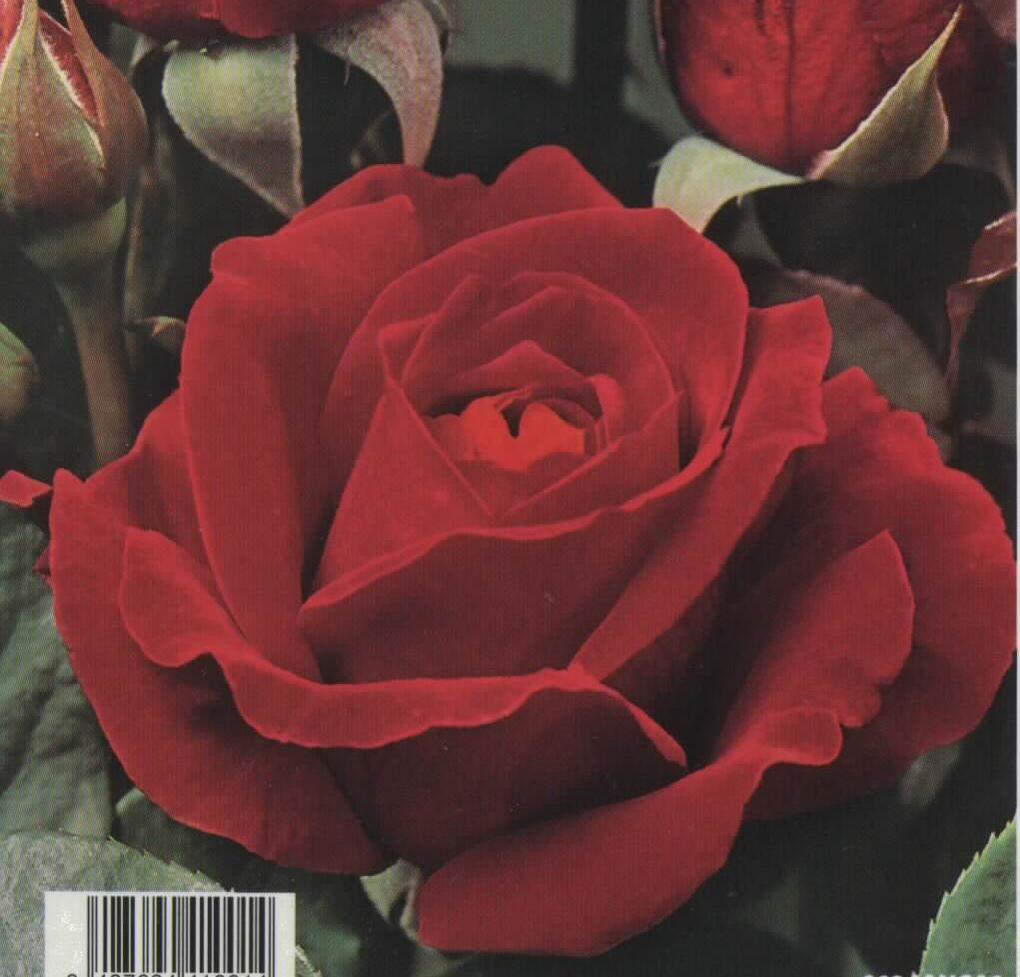 Comprar Rosal Grandiflora Roundelay (rojo) en Augusta Jardín