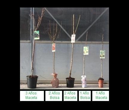 Comprar Arbustos Frutales en Augusta Jardín