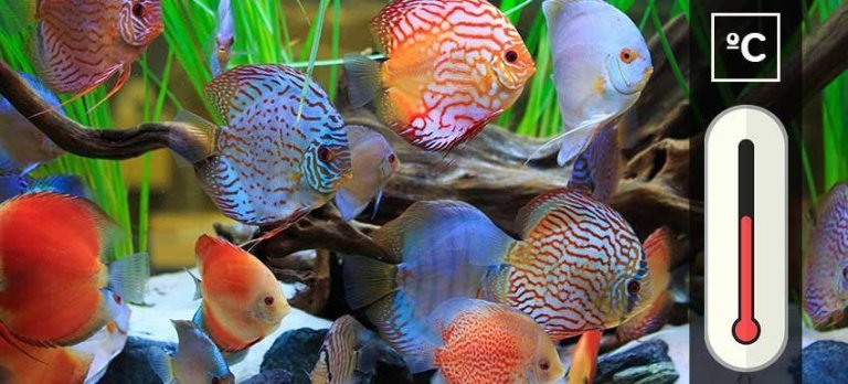 Comprar Peces Agua Dulce Caliente. online comprar peces online