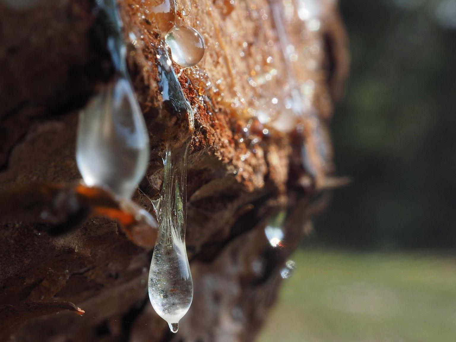 Comprar Trementina online